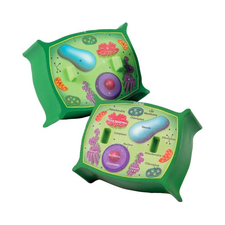 Model i qelizës bimore, FOAM (BTZ029) – Eksploro.al