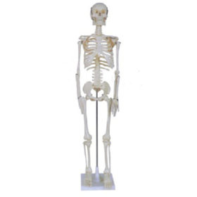 Skeleti i njeriut mini 85cm (MD038) – Eksploro.al