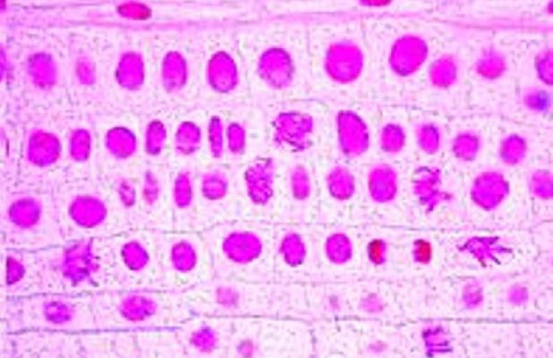 Root tip of Allium cepa L.S. (show mitotic division) (PM033) – Eksploro.al