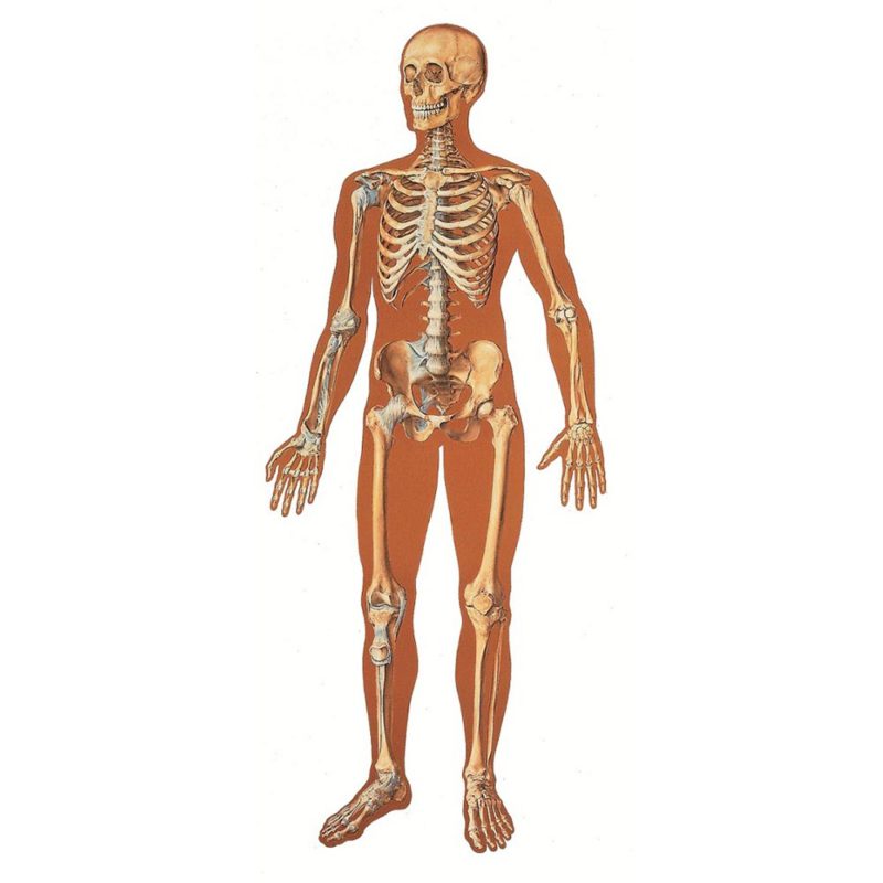 Skeleti i njeriut, Para (TB006) – Eksploro.al